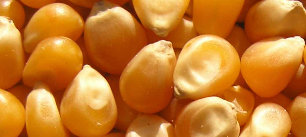 Leverage the Power of Kernels for Easier, Faster Procurement Projects ...